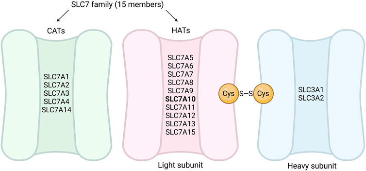 Frontiers | The neutral amino acid transporter SLC7A10 in adipose ...