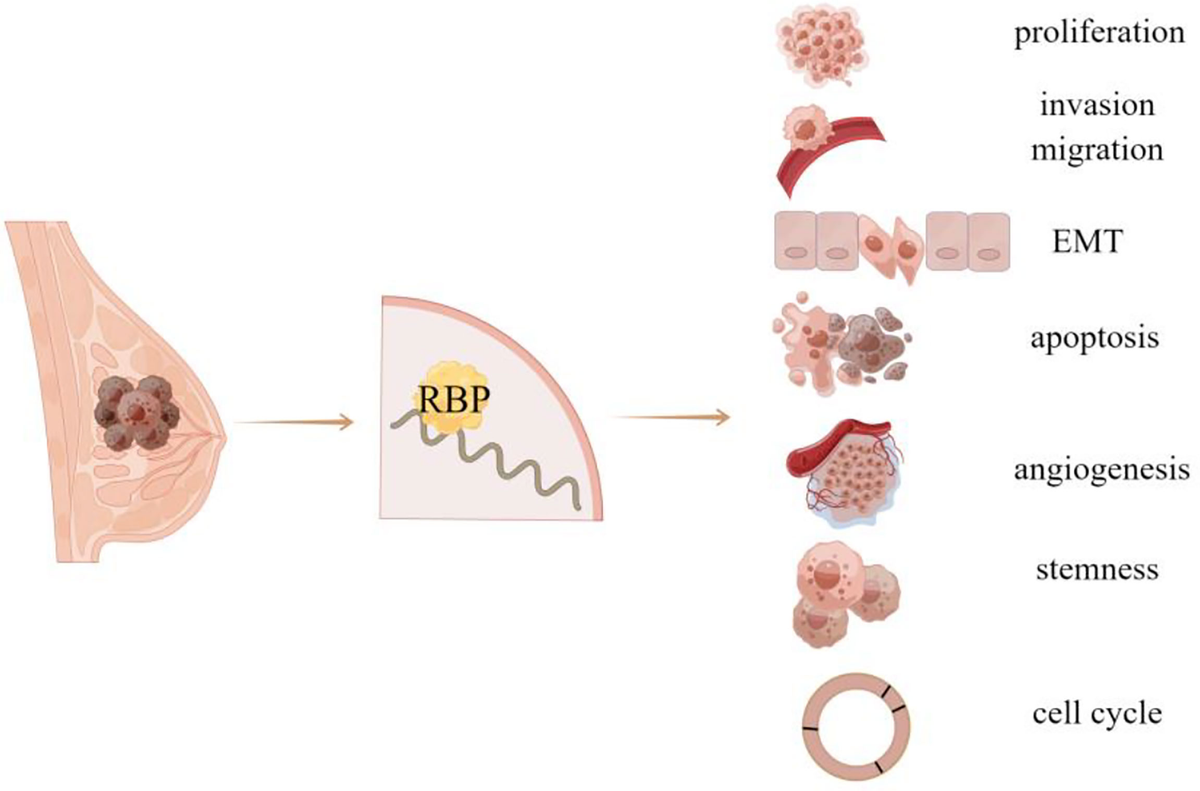 Frontiers | Research progress on RNA−binding proteins in breast cancer