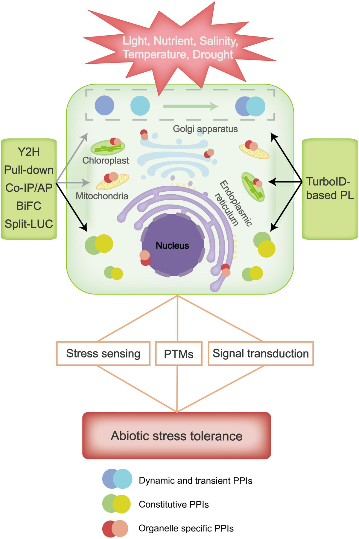 Frontiers | Potential application of TurboID-based proximity labeling ...