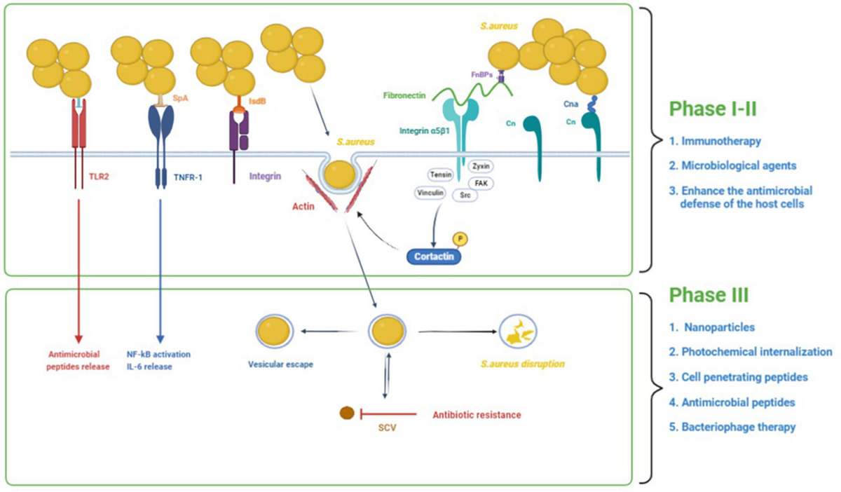 Frontiers | Non-antibiotic strategies for prevention and treatment of ...