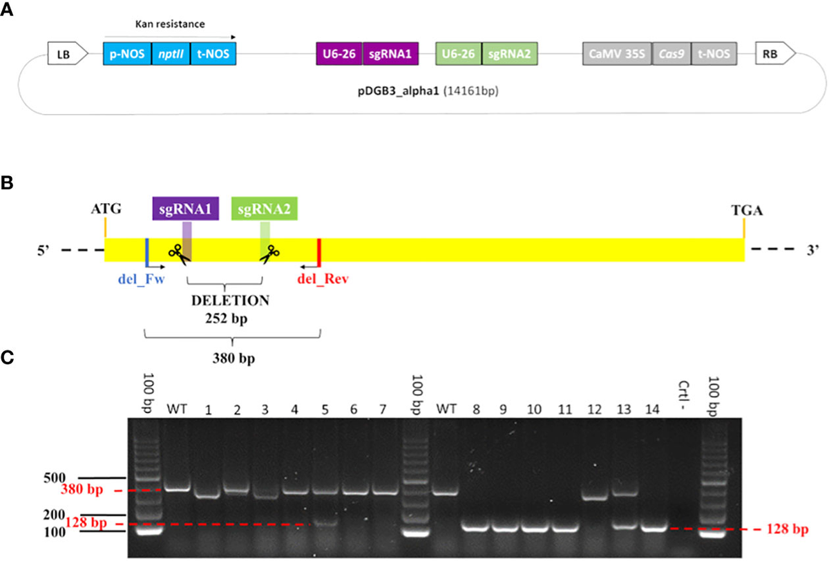 Frontiers | A dual sgRNA-directed CRISPR/Cas9 construct for editing the ...