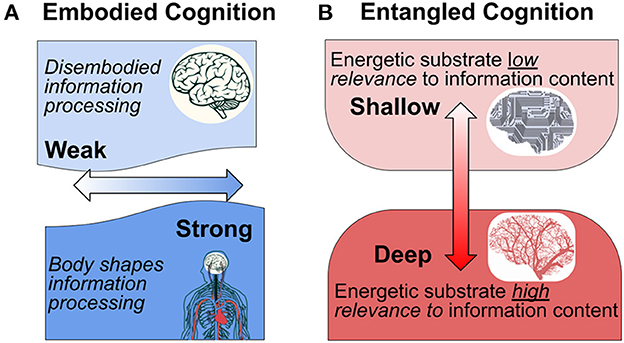 Frontiers | Cognition is entangled with metabolism: relevance for ...