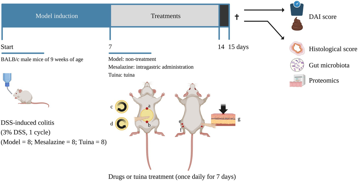 Frontiers | The effect of tuina on ulcerative colitis model mice ...