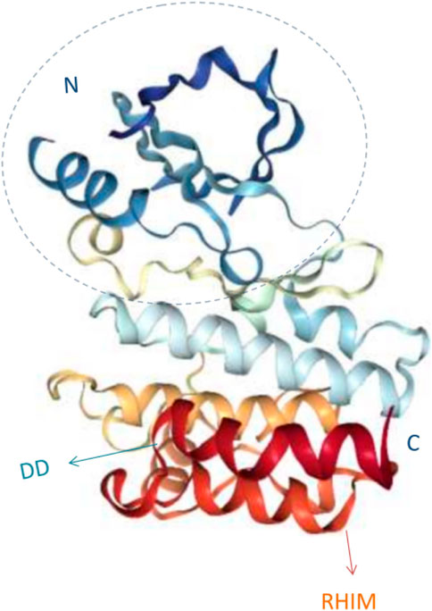 Frontiers | Advances in RIPK1 kinase inhibitors