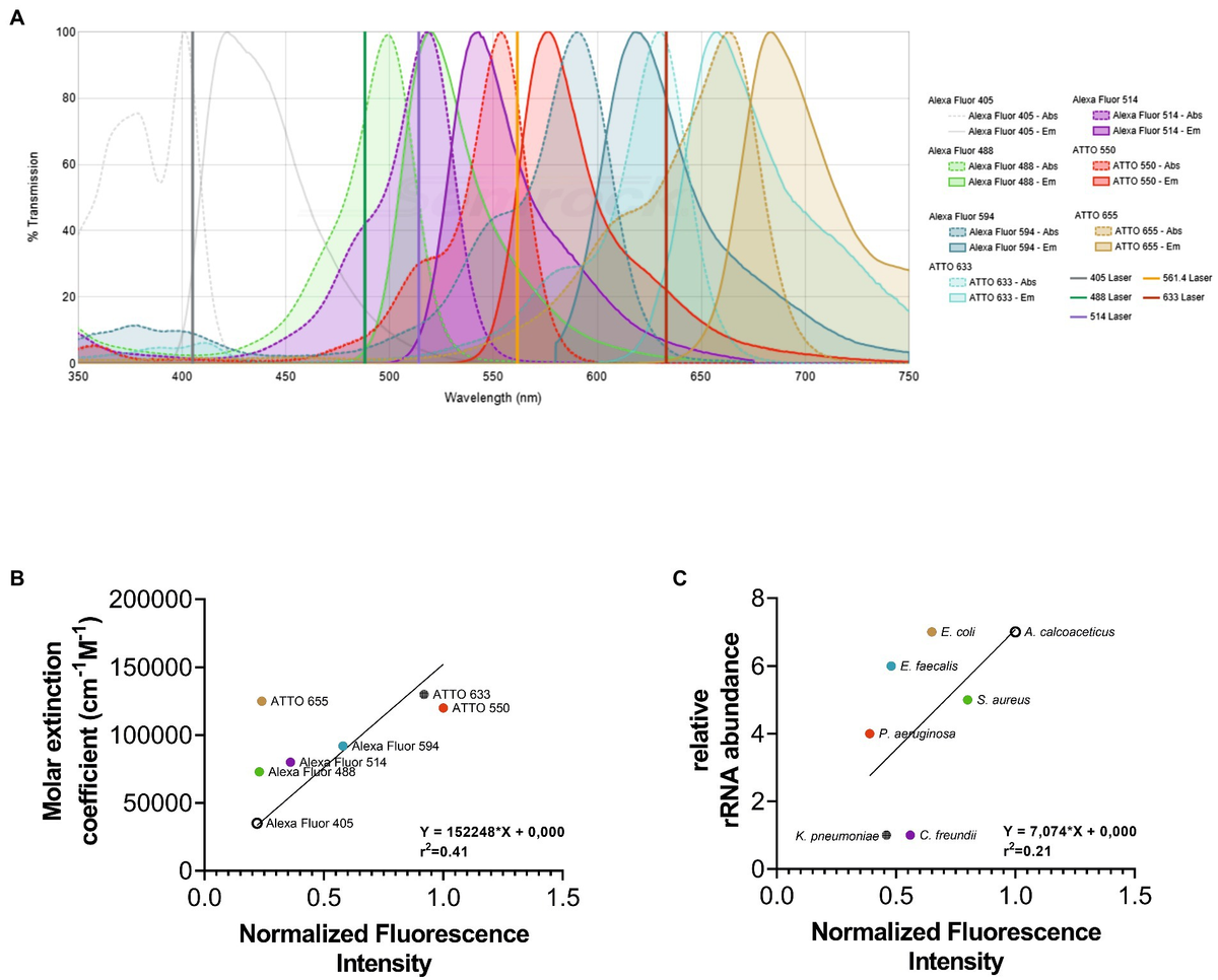 Frontiers | Spectral imaging and nucleic acid mimics fluorescence in ...