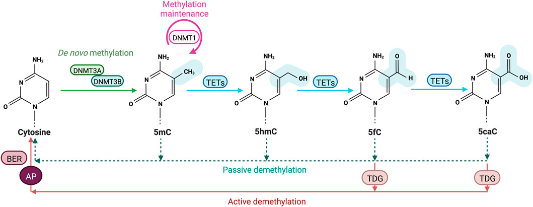 Frontiers | 5-methylcytosine turnover: Mechanisms and therapeutic ...