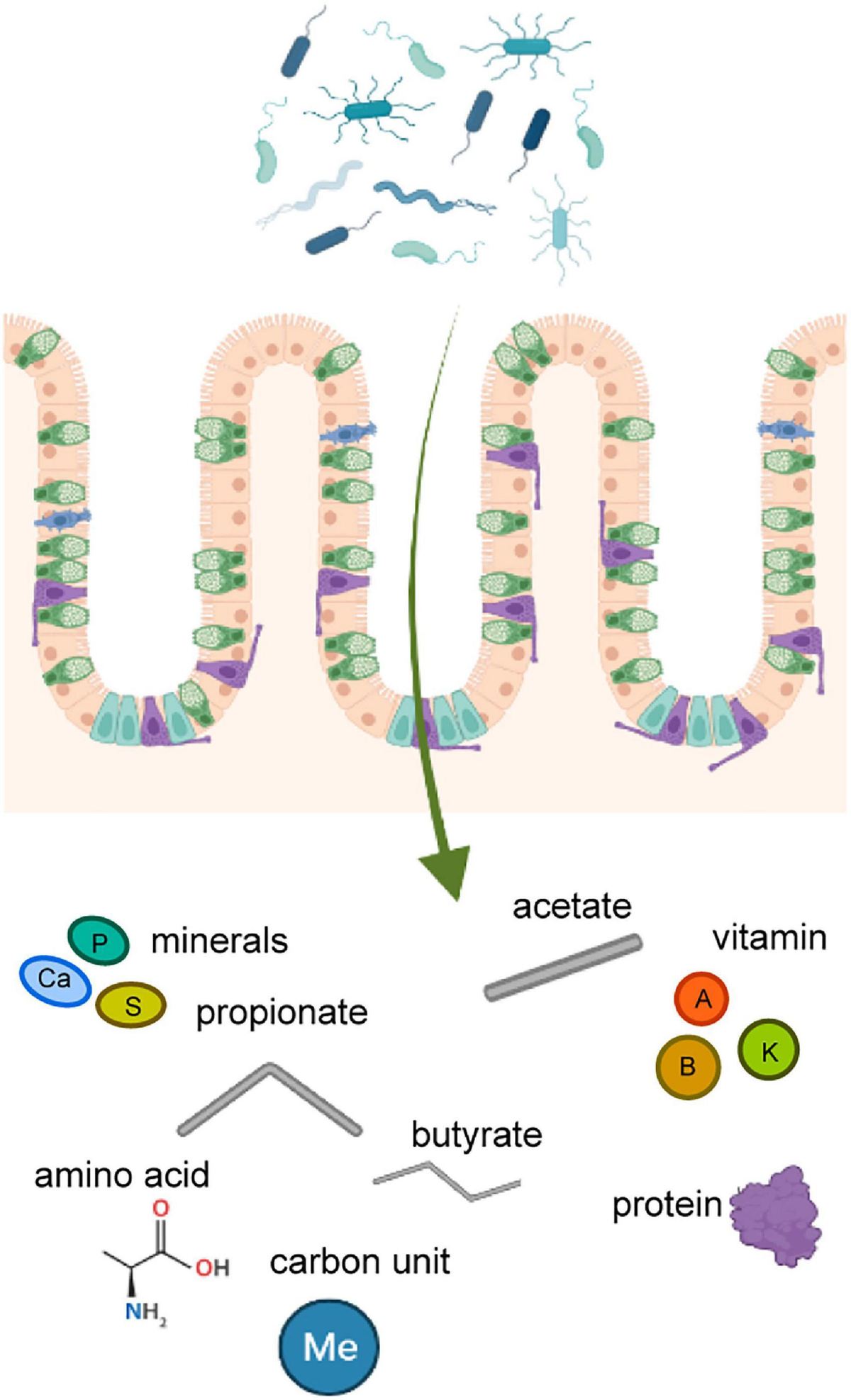 Frontiers | Gut microbiota supports male reproduction via nutrition ...