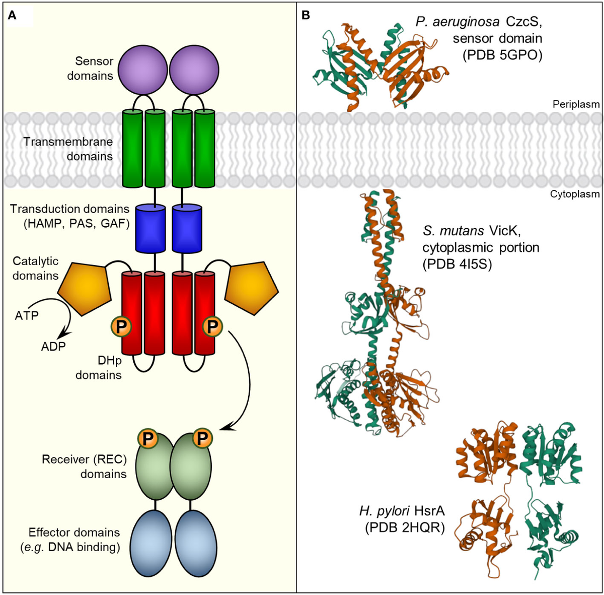Frontiers | Two-component regulatory systems in Helicobacter pylori and ...