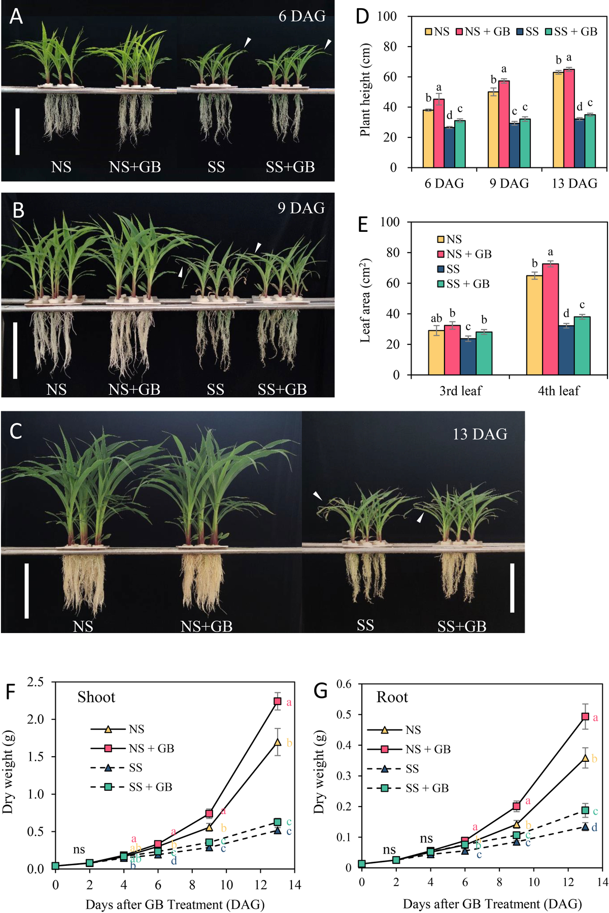 Frontiers | Glycine betaine increases salt tolerance in maize (Zea mays ...