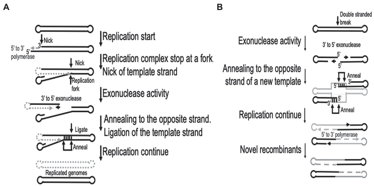 Frontiers | Capripoxviruses, leporipoxviruses, and orthopoxviruses ...
