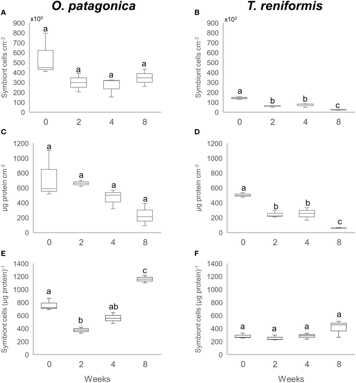 Frontiers | Symbiont starvation affects the stability of the coral ...