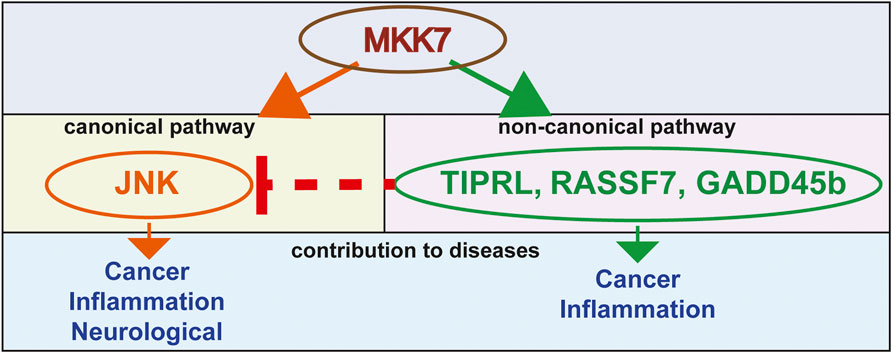 Frontiers | Mitogen-activated protein kinase kinase 7 in inflammatory ...