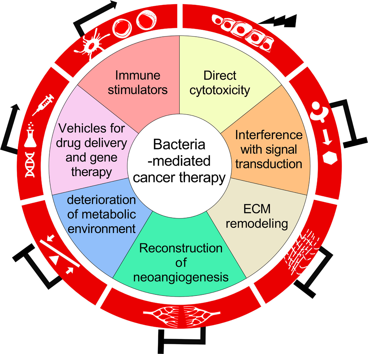 Frontiers | Bacteria-mediated cancer therapy: A versatile bio-sapper ...