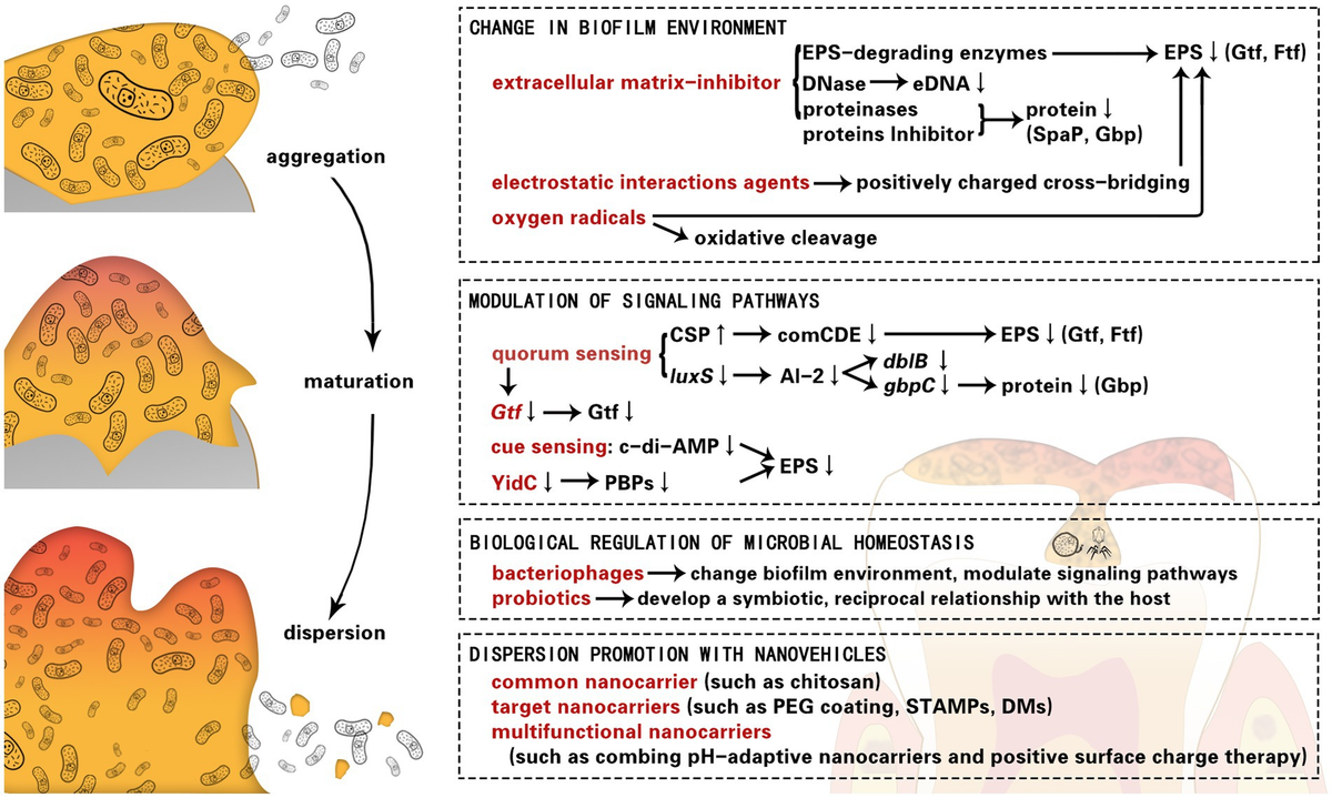 Frontiers | Strategies for dispersion of cariogenic biofilms ...