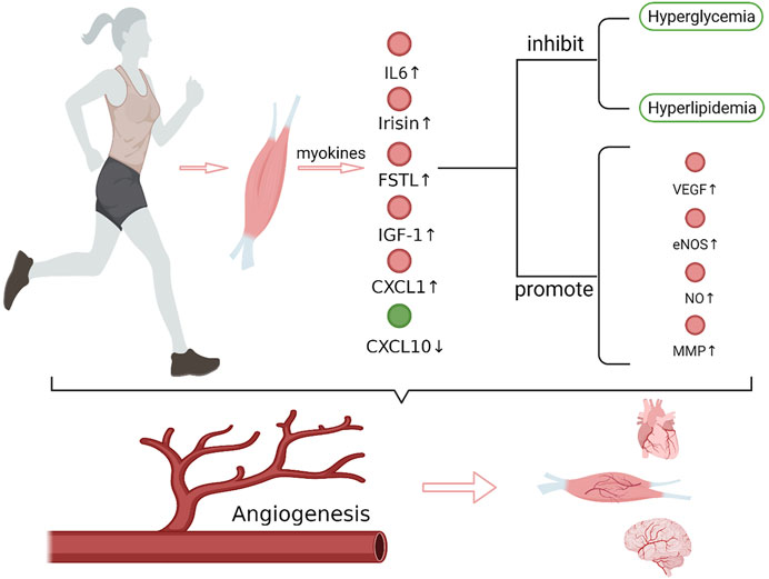Frontiers | The role of exercise-induced myokines in promoting angiogenesis