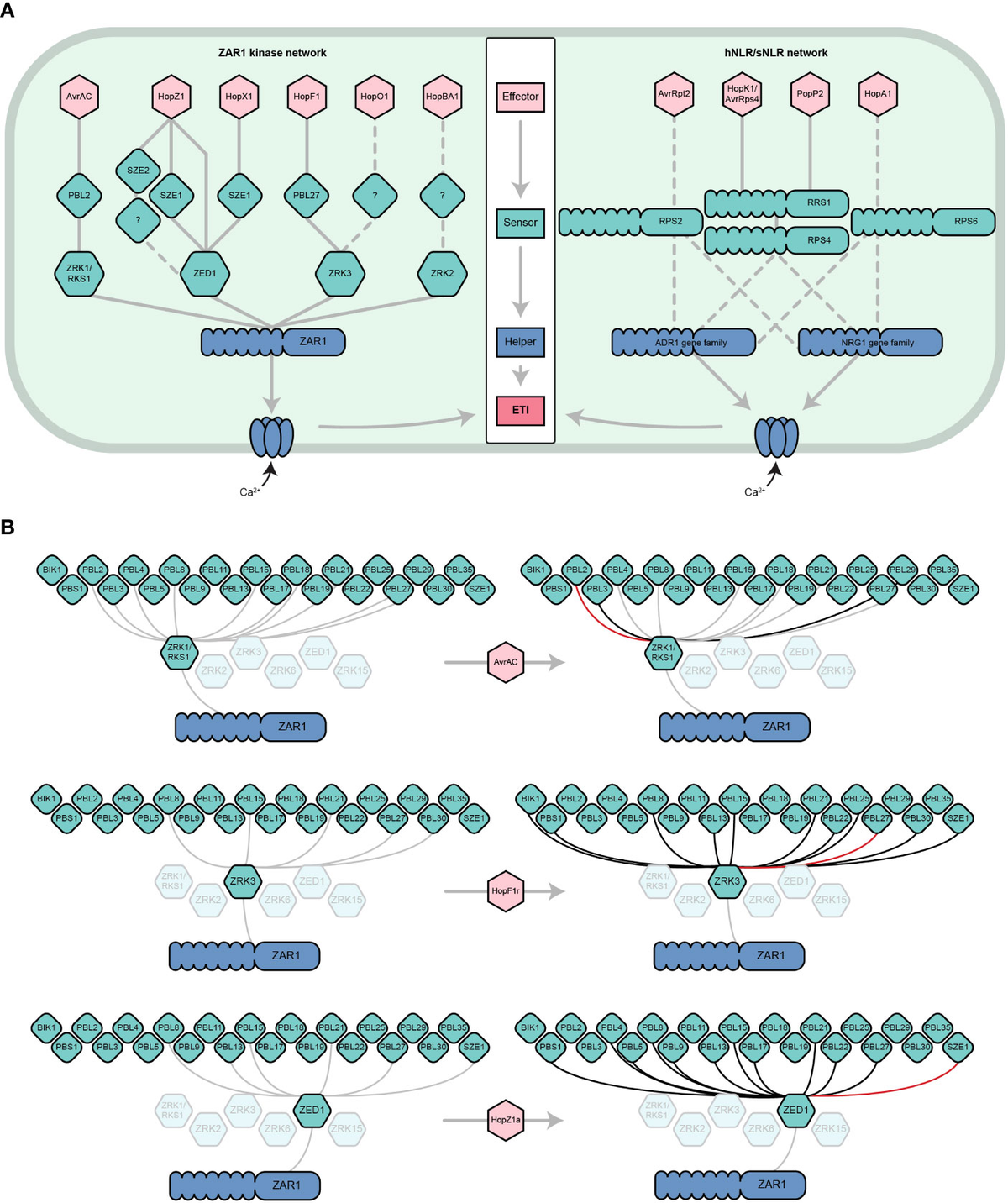 Frontiers | ZAR1: Guardian of plant kinases