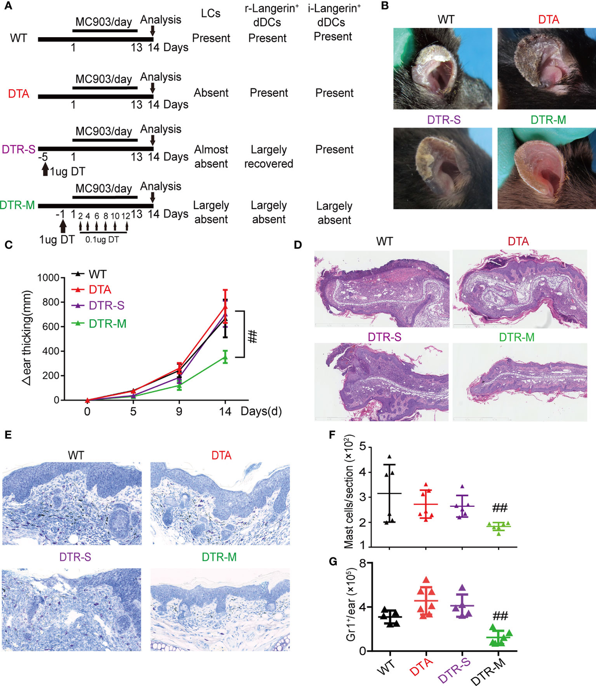 Frontiers | A population of dermal Langerin+ dendritic cells promote ...