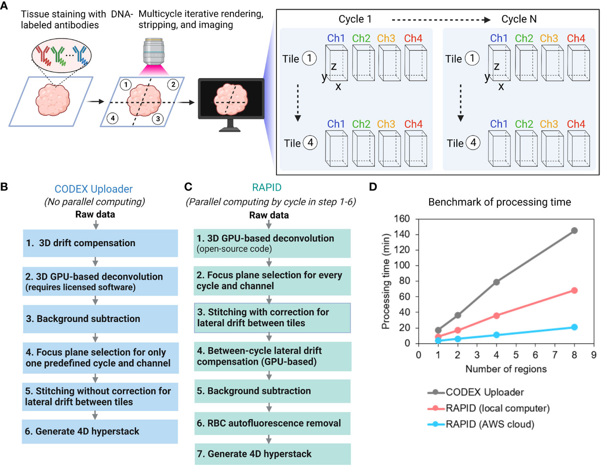 Frontiers | A real-time GPU-accelerated parallelized image processor for large-scale multiplexed ...