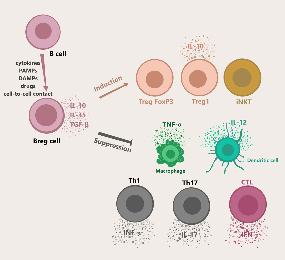 Frontiers | Unraveling the role of Breg cells in digestive tract cancer ...