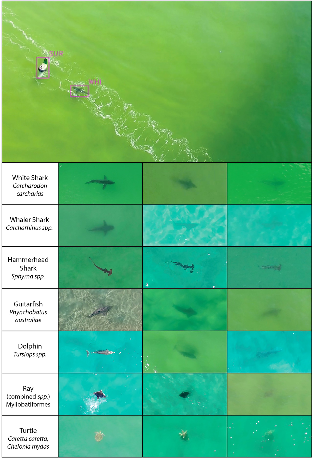 Frontiers | Assessing the ability of deep learning techniques to ...