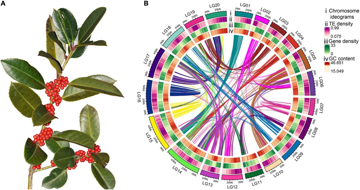 Frontiers | The chromosome-level holly (Ilex latifolia) genome reveals ...