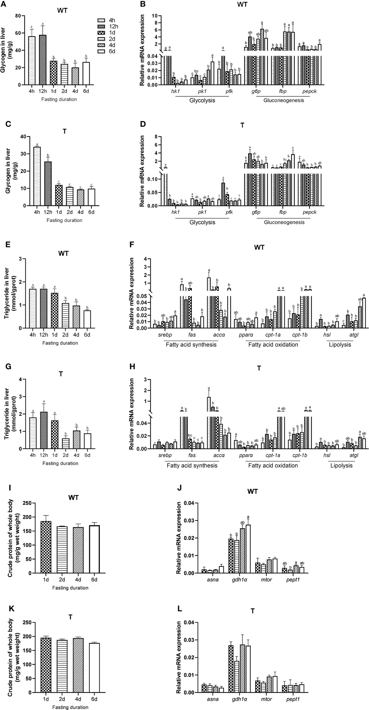 Frontiers | Improved liver lipid catabolism and utilization in growth ...