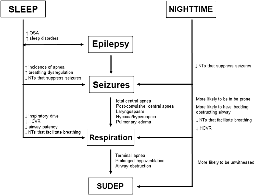 Frontiers | The role of sleep state and time of day in modulating ...
