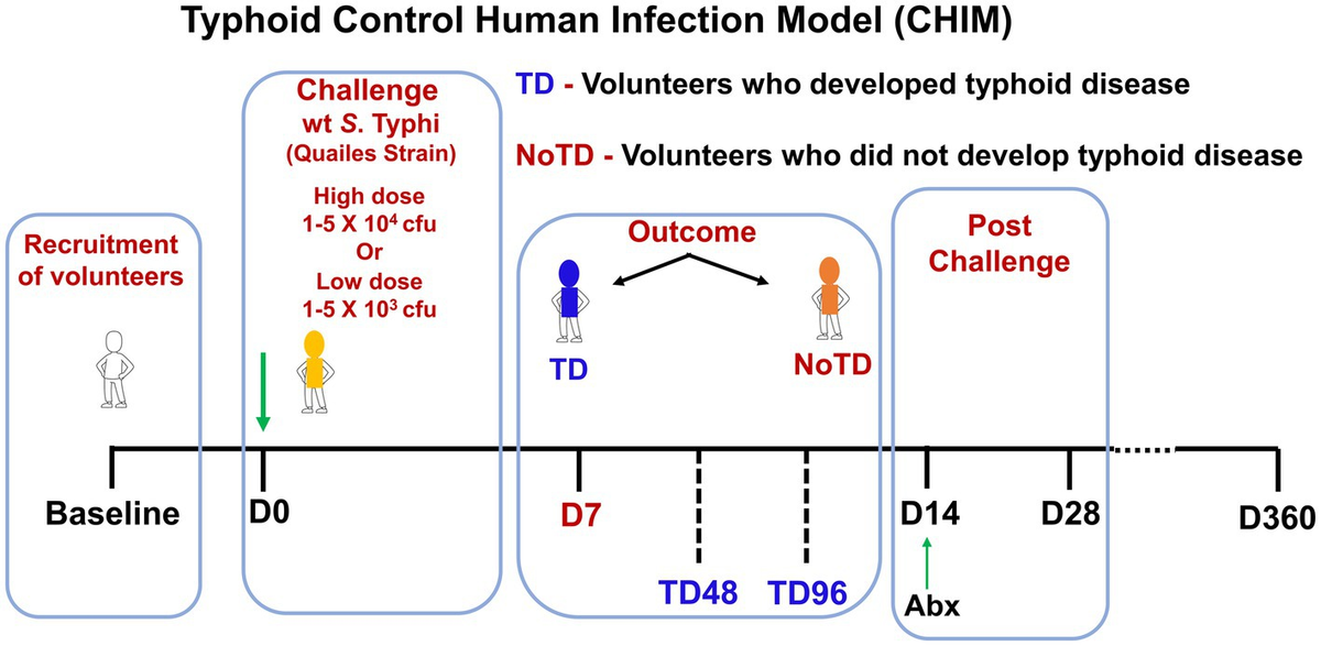 Frontiers | Controlled human infectious models, a path forward in ...