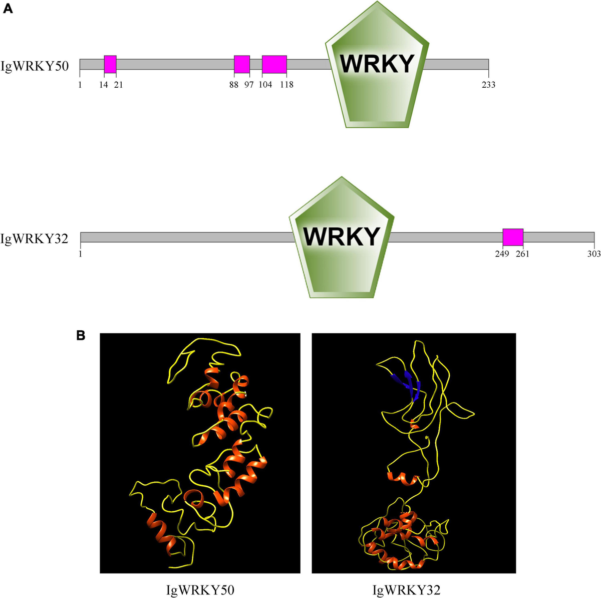 Frontiers | Drought-responsive WRKY transcription factor genes IgWRKY50 ...