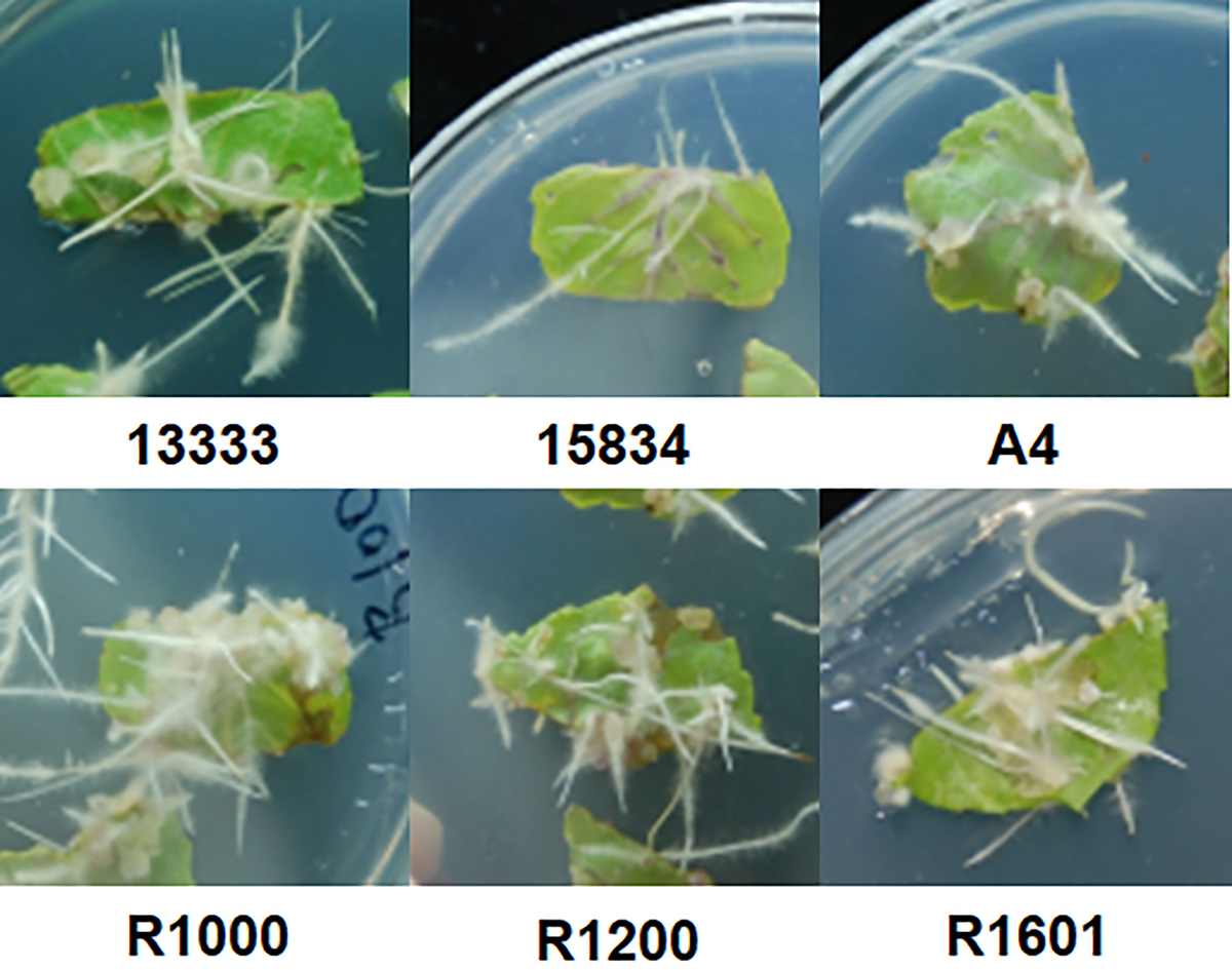 Frontiers | Effects of various Agrobacterium rhizogenes strains on ...