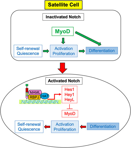 Frontiers | Implications of notch signaling in duchenne muscular dystrophy