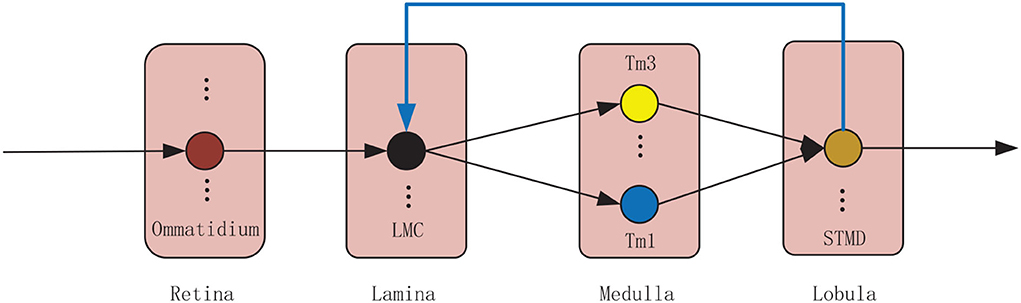 Frontiers | Mathematical study of neural feedback roles in small target motion detection