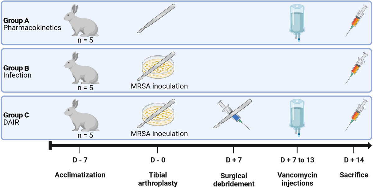 Frontiers | Development of an innovative in vivo model of PJI treated ...