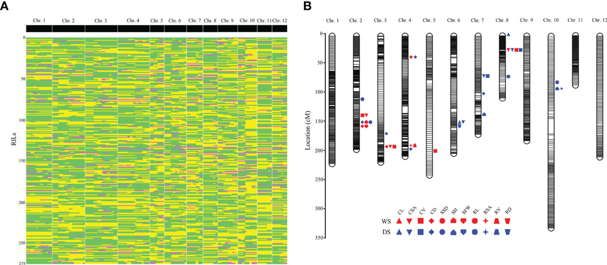 Frontiers | Mapping QTLs for anaerobic tolerance at germination and bud ...