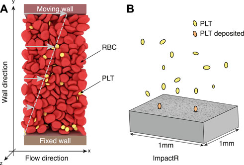 Frontiers | Shear induced diffusion of platelets revisited