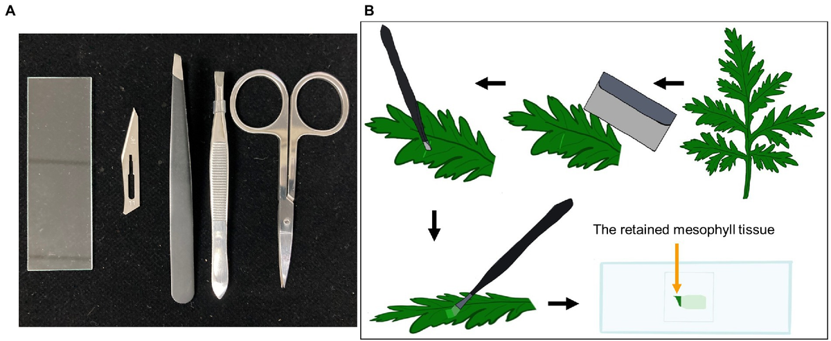 Frontiers | A high-efficiency trichome collection system by laser ...