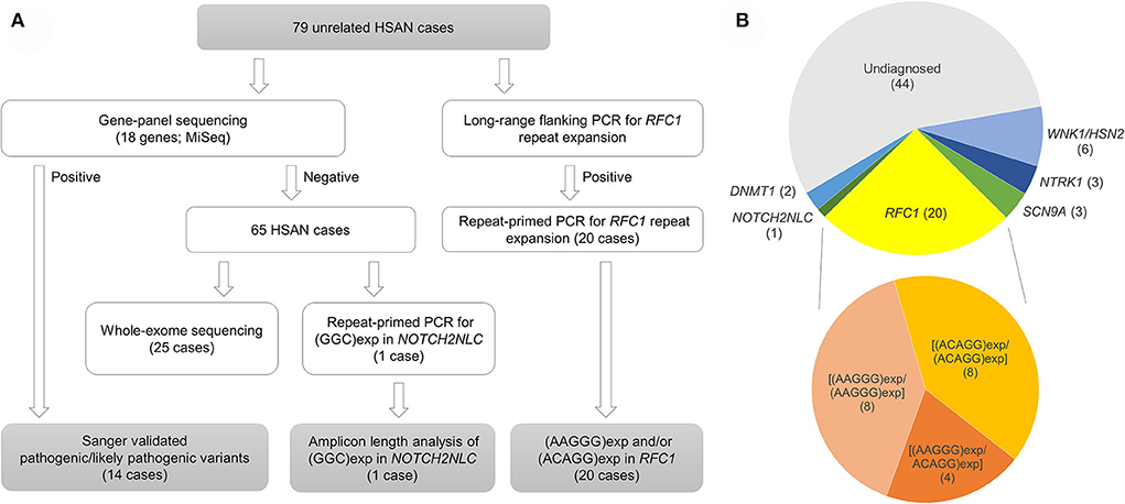 Frontiers | Multi-type RFC1 repeat expansions as the most common cause ...