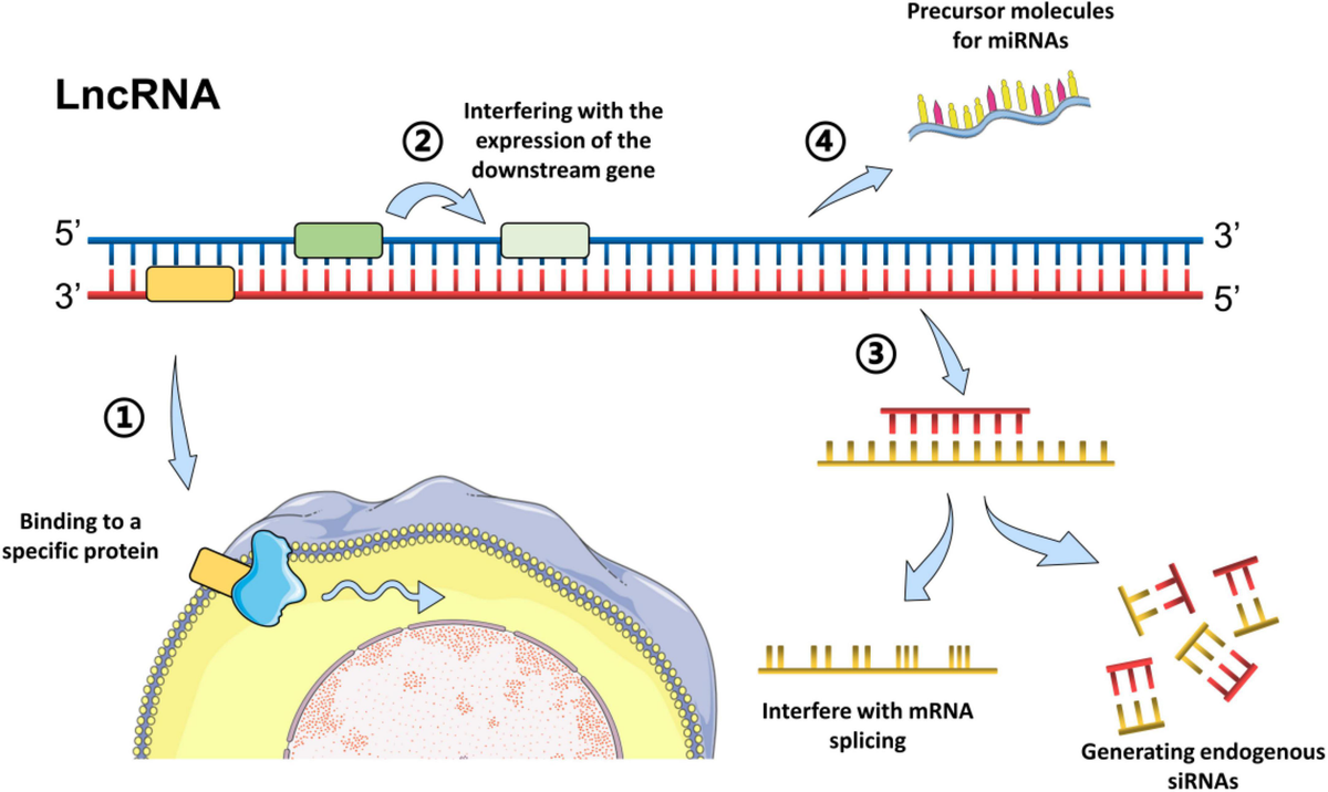 Frontiers | Long non-coding RNAs: Potential therapeutic targets for epilepsy