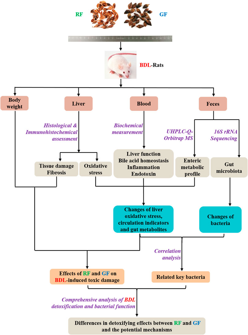 Frontiers | Better detoxifying effect of ripe forsythiae fructus over ...