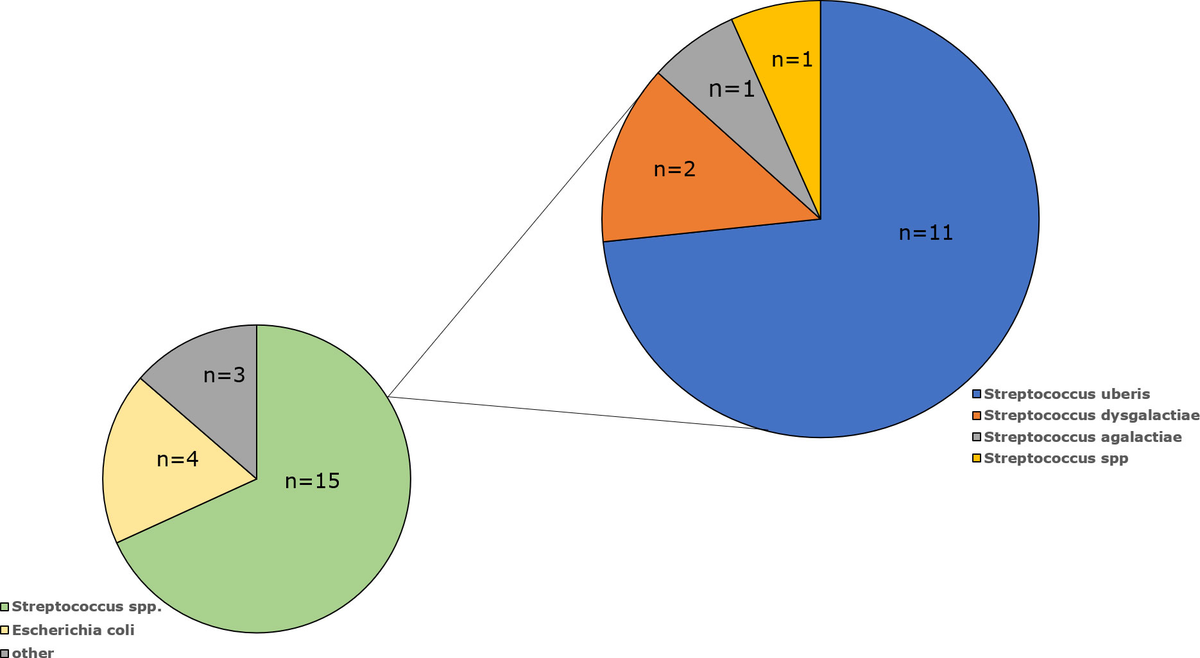 Frontiers | Detection of immunoreactive proteins of Escherichia coli, Streptococcus uberis, and ...