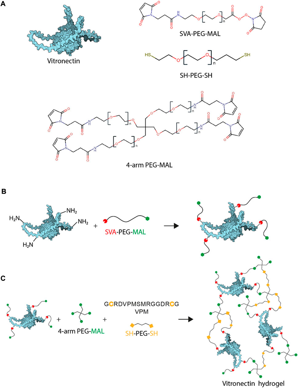 Frontiers | Vitronectin-based hydrogels recapitulate neuroblastoma ...
