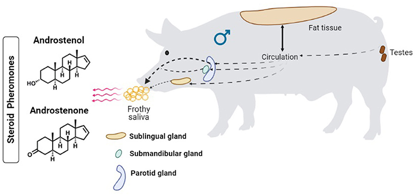 Frontiers | Pheromones, binding proteins, and olfactory systems in the pig (Sus scrofa): An ...