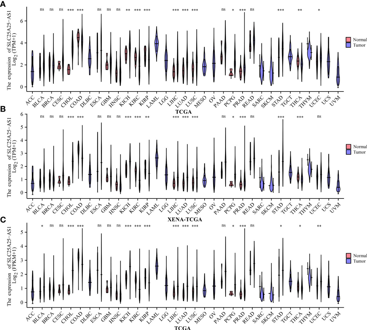 Frontiers | SLC25A25-AS1 over-expression could be predicted the dismal ...
