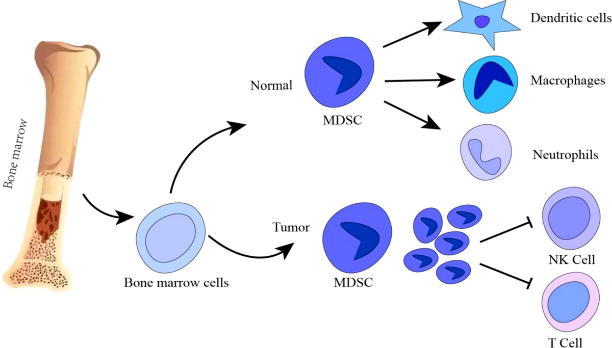 Frontiers | Immunotherapy of targeting MDSCs in tumor microenvironment