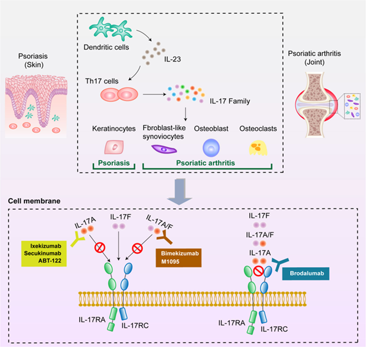 Frontiers | Adverse events associated with anti-IL-17 agents for ...