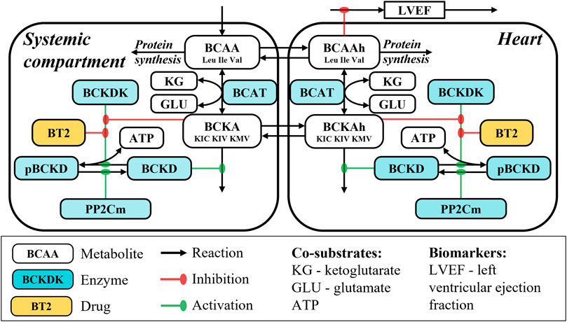 Frontiers | Evaluation of therapeutic strategies targeting BCAA ...