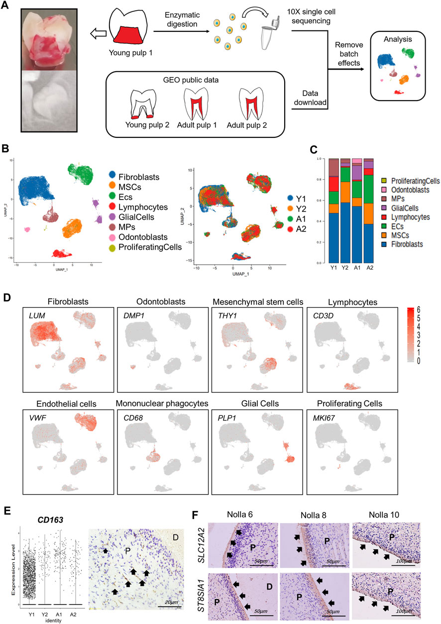 Frontiers | Atlas of human dental pulp cells at multiple spatial and ...