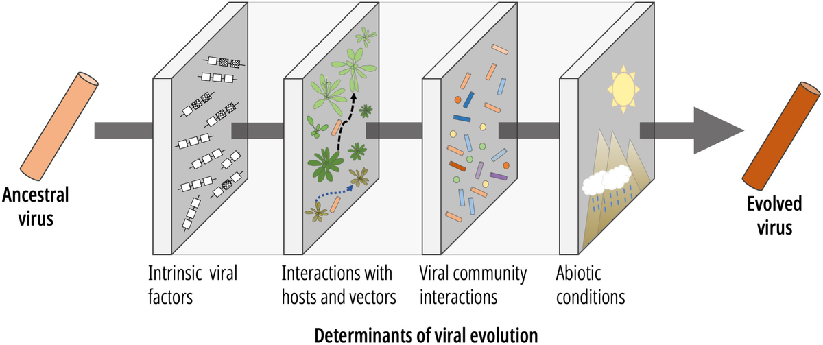 Frontiers | A brief view of factors that affect plant virus evolution