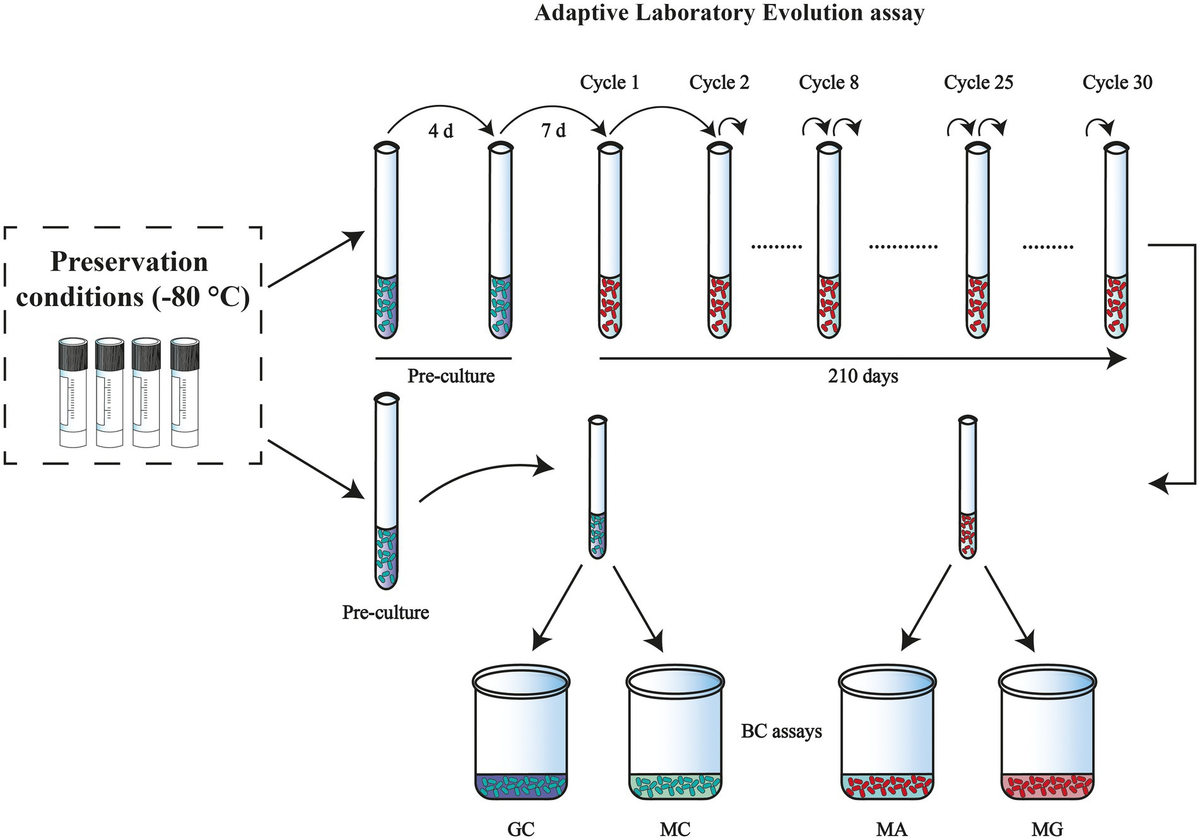 Frontiers | Better under stress: Improving bacterial cellulose ...