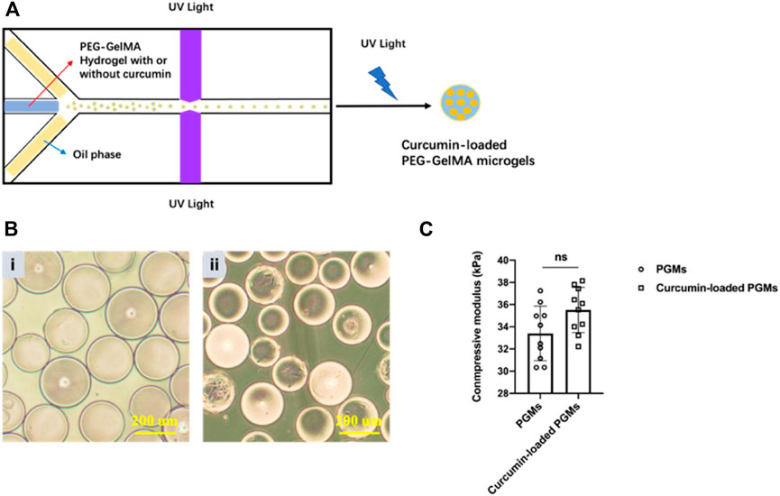 Frontiers | Dual role of injectable curcumin-loaded microgels for ...